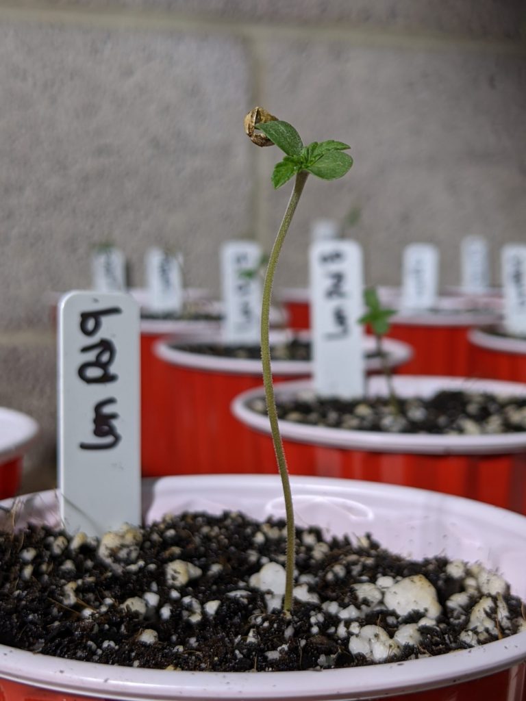 Seedling Stage | Hightops Cannabis Dispensary